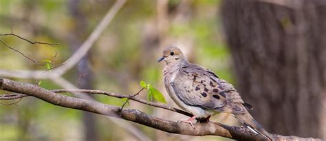 Difference Between Male And Female Mourning Dove Mourning Dove Nesting