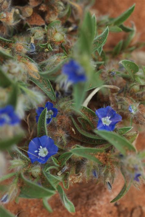 Evolvulus Alsinoides Convolvulaceae