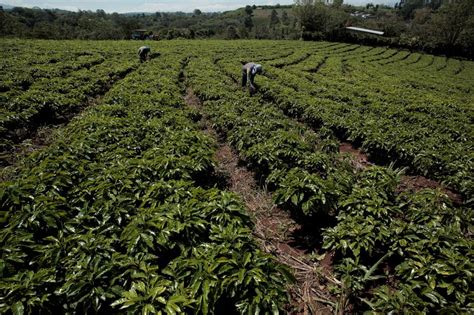 Producción Café Costa Rica Subiría En Ciclo 202223 Por Mayor