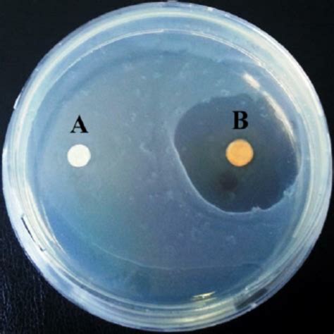 Bacterial Disc Diffusion Assay Liquid Green Tea Seed Against Download Scientific Diagram