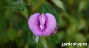 Flowers That Look Like Vaginas Nature Fascinating Imitation