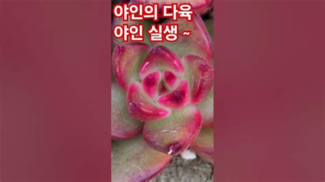 하루 마무리 잘 하시고 꿀잠요~ 박서진 파종이 실생 다육 다유기 다육이 다육식물 반려식물 다육판매 다육이판매 다육이키우기 다육인스타그램 매혹이 청주