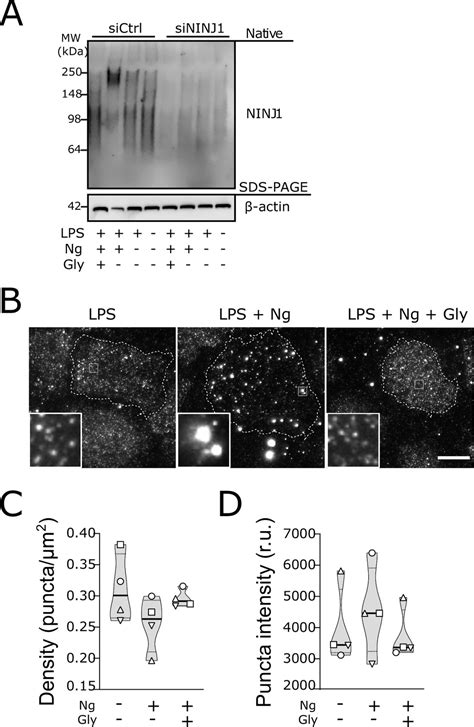 Glycine Inhibits Ninj1 Membrane Clustering To Suppress Plasma Membrane