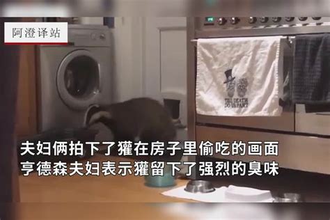 英国夫妇连续几天感觉家中很臭，查看监控发现獾半夜来偷吃猫粮监控夫妇感觉