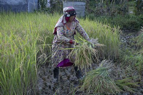 इमाडोलका किसानलाई धान भित्र्याउने चटारो फोटो फिचर