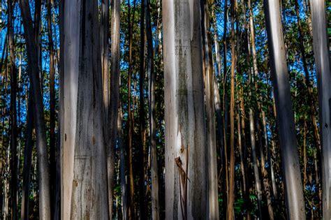 Impacts On Forest Yield Why No 2 Forests Yield The Same