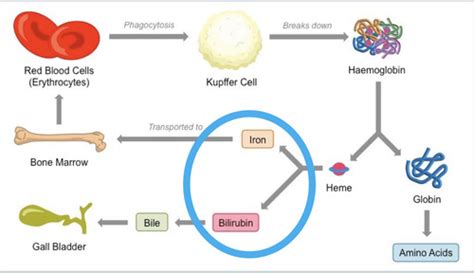 Hematopoietic System Bleeding Clotting Flashcards Quizlet