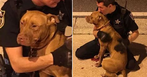 Police Officers Stand By Side Injured Pitbulls Until Rescue Teams Arrive