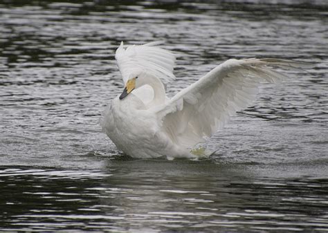 Oiseau Cygne Ornithologie Photo Gratuite Sur Pixabay