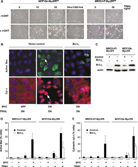 Trail Induced Activation Of Bax And Release Of Cytochrome C Cyt C