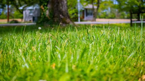 Why Is My Lawn Yellowing In Winter An Expert Guide Homes And Gardens