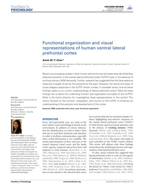 Pdf Functional Organization And Visual Representations Of Human