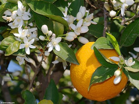 Citrus Sinensis Sweet Orange