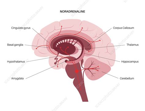 Norepinephrine Hormone Pathway Illustration Stock Image F035 7210 Science Photo Library