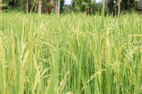 Rice Field And Sky Close Up Golden Spike Of Rice Near Harvest 14933946