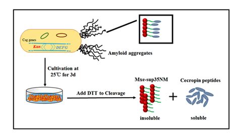 基因编辑大肠杆菌bl21 De3） 敲除掉csgbac基因，高效分泌表达抗菌肽 Crispr基因编辑 大肠杆菌基因改造 菌株基因编辑 宝赛质粒菌株公司