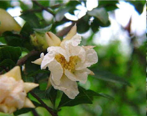 白石榴 上海植物 图片