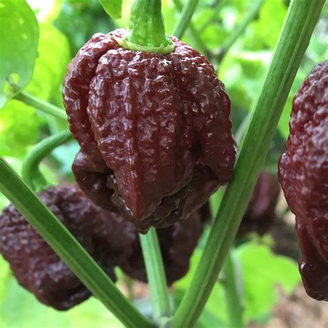 Chocolate 7 Pot Brain Strain Pepper Seeds Tyler Farms