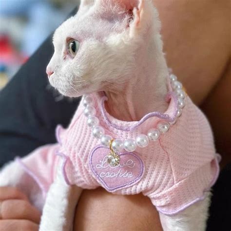Sphynx Cat Clothes Etsy