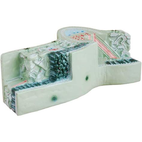 Leaf Structure Bismillah Scientific Co