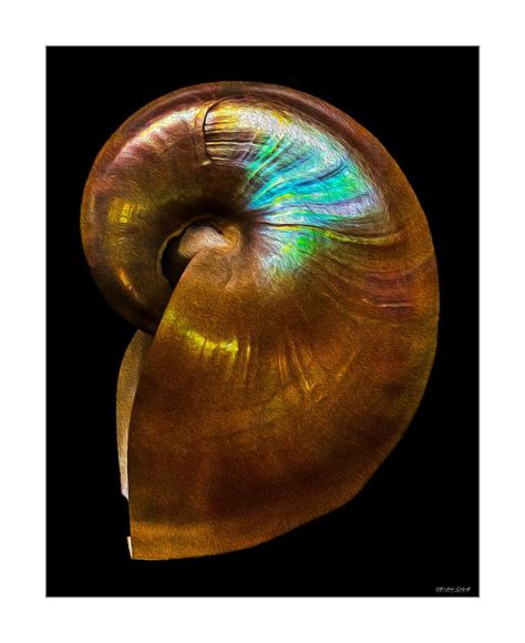 Chambered Nautilus Shell By Ndods Ephotozine