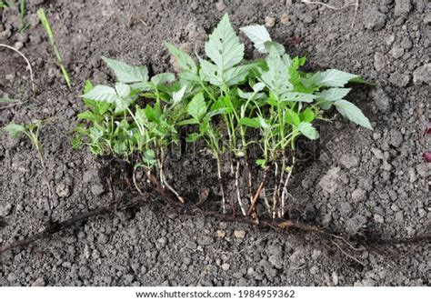 47 Imágenes Fotos De Stock Objetos En 3d Y Vectores Sobre Spread And Vegetative Propagation