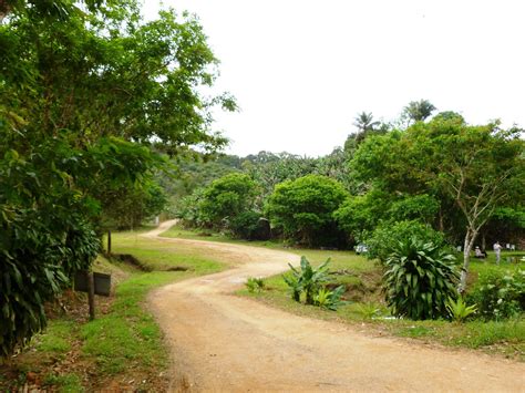 Nature Path Free Photo On Pixabay Pixabay