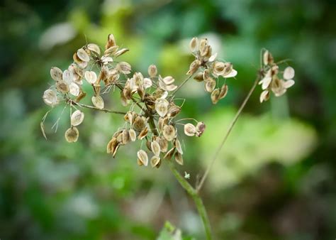 Risley Moss Warrington [18 08 2019]