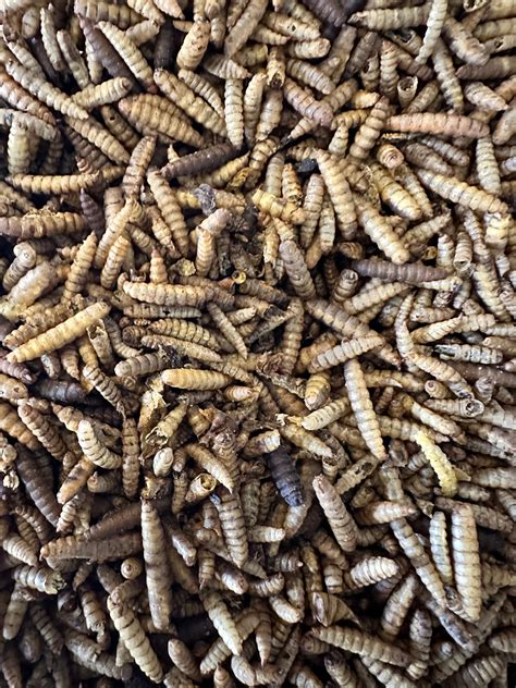 Dried Black Fly Larvae Simple Fodder