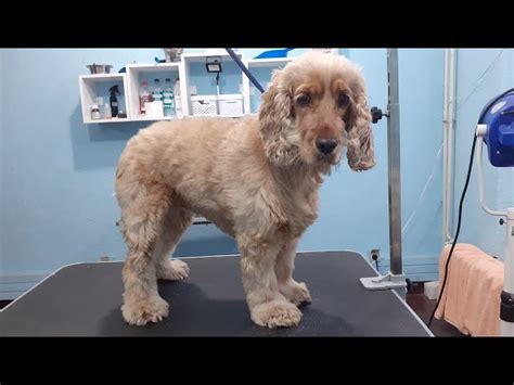 Cocker Spaniel Pictures Haircuts Had To Get Our Cockerspaniel A