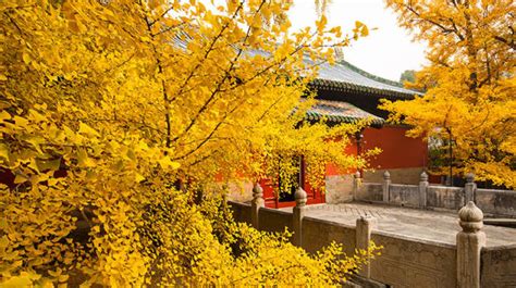北京西山大觉寺 赏千年银杏 吃喝玩乐 海淀北部便民平台