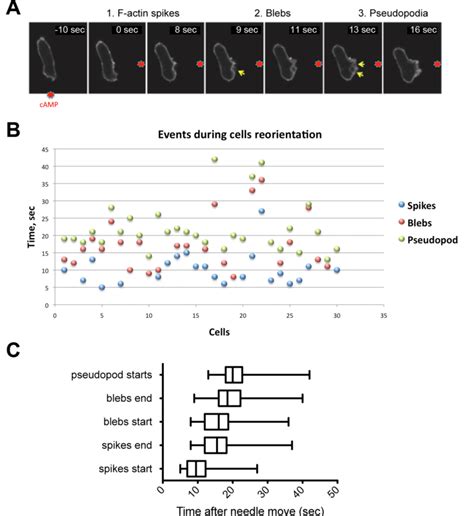 4 Time Course Of Cell Reorientation A An Example Of A Cell Download Scientific Diagram