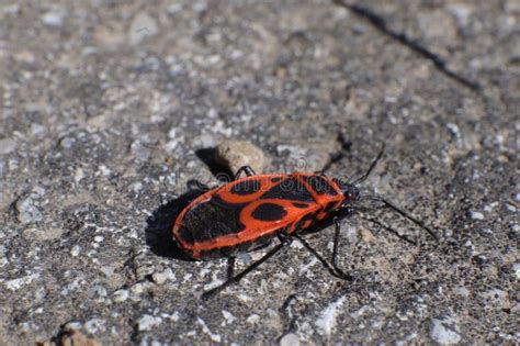 Red Fire Bug Pyrrhocoris Apterus In A Garden Macro Stock Image