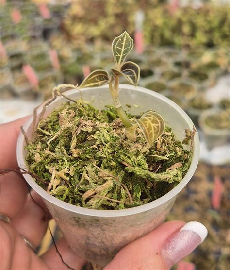 Orchid Anoectochilus Albolineatus X Anoectochilus Burmannicus