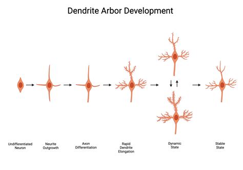 Dendritic Arbor Development Biorender Science Templates