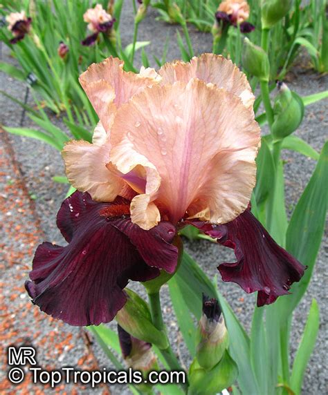 Iris Bearded Group Bearded Iris Top Tropicals Plant Encyclopedia