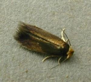 8 Of The World S Weirdest And Most Beautiful Moth Species