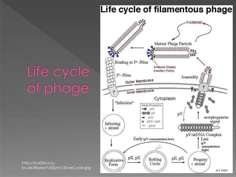 Ppt Phage Display Powerpoint Presentation Free Download Id6661986