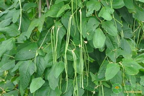 豇豆种植技术与管理要点有哪些？ 惠农网