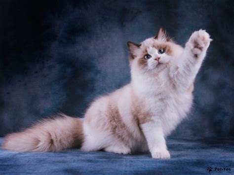 Рэгдолл описание породы кошки фото и как выглядит Котята рэгдолла