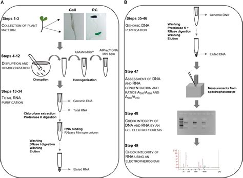 Qiagen Dna Extraction Kit