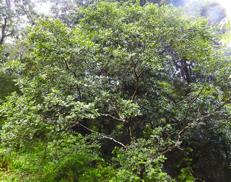 Ficus Exasperata Forrest Ecology