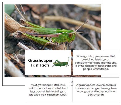 Grasshopper Fast Fact Cards Montessori Print Shop Grasshopper Fast Fact Cards Montessori Print Shop
