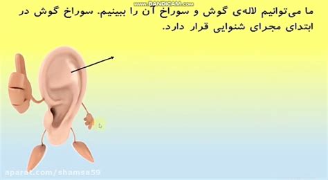 تدریس درس ۶ علوم پایه پنجم قسمت دوم گوش