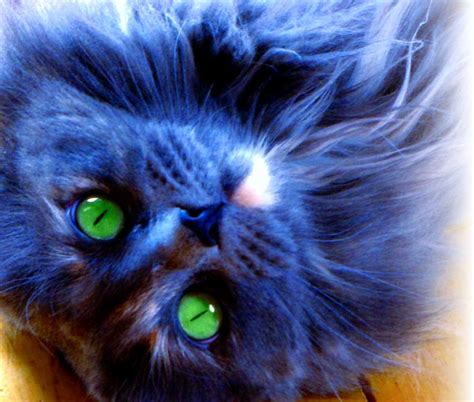 Pipers Loving Eyes Pixeling Pixie Flickr Pipers Loving Eyes Pixeling Pixie Flickr