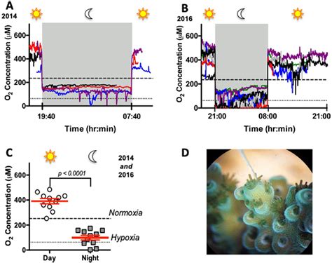 O 2 Concentration In The Coral Diffusive Boundary Layer Dbl
