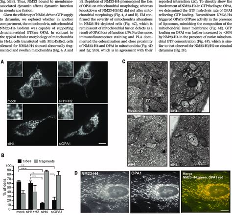 Mitochondrial Nm23 H4 Controls Mitochondria Membrane Dynamics Through