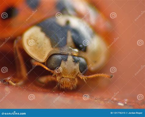 Macro Close Up Shot Of A Ladybird Ladybug In The Garden Photo Taken In The Uk Stock Image