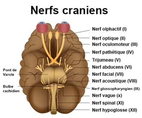 Nerfs crâniens définition docteurclic