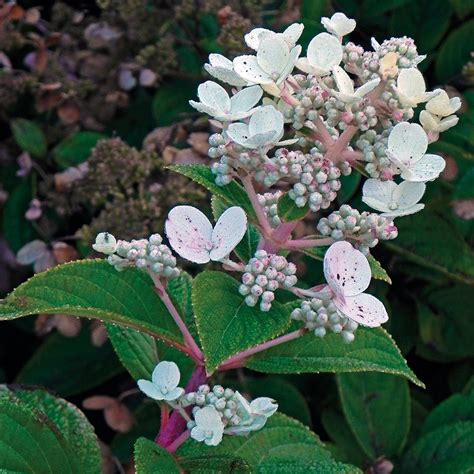 The Best Panicle Hydrangeas Fine Gardening
